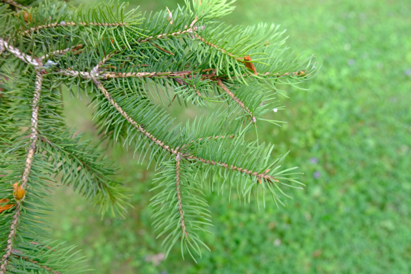 White Spruce : Arboretum : Raisin Region Conservation Authority